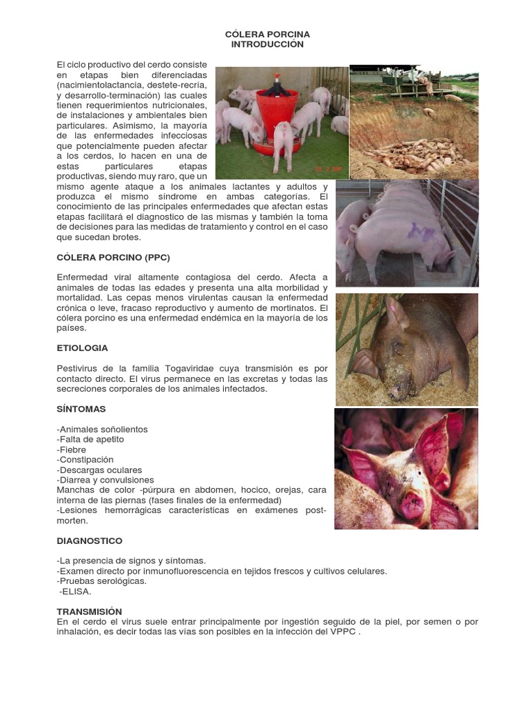 Síntomas y tratamiento del cólera porcino | PDF | Virus | Cólera