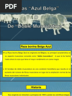 Visita Al Rastro | PDF | Carne | Matadero