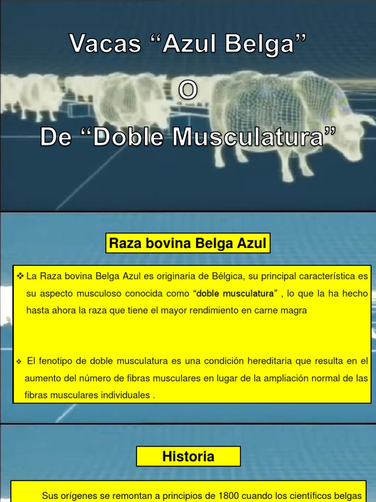 Azul Belga | PDF | Vacas | Músculo