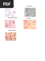 Counting Cells in ImageJ: Manual & Automated | PDF | Pixel | Microsoft ...