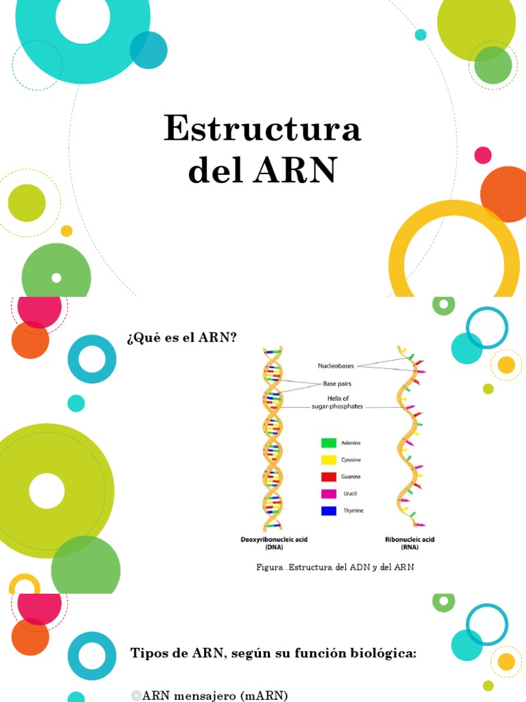 Estructura Del ARN | PDF