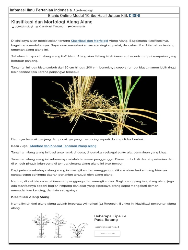 Klasifikasi Dan Morfologi Alang Alang - Infomasi Ilmu Pertanian ...