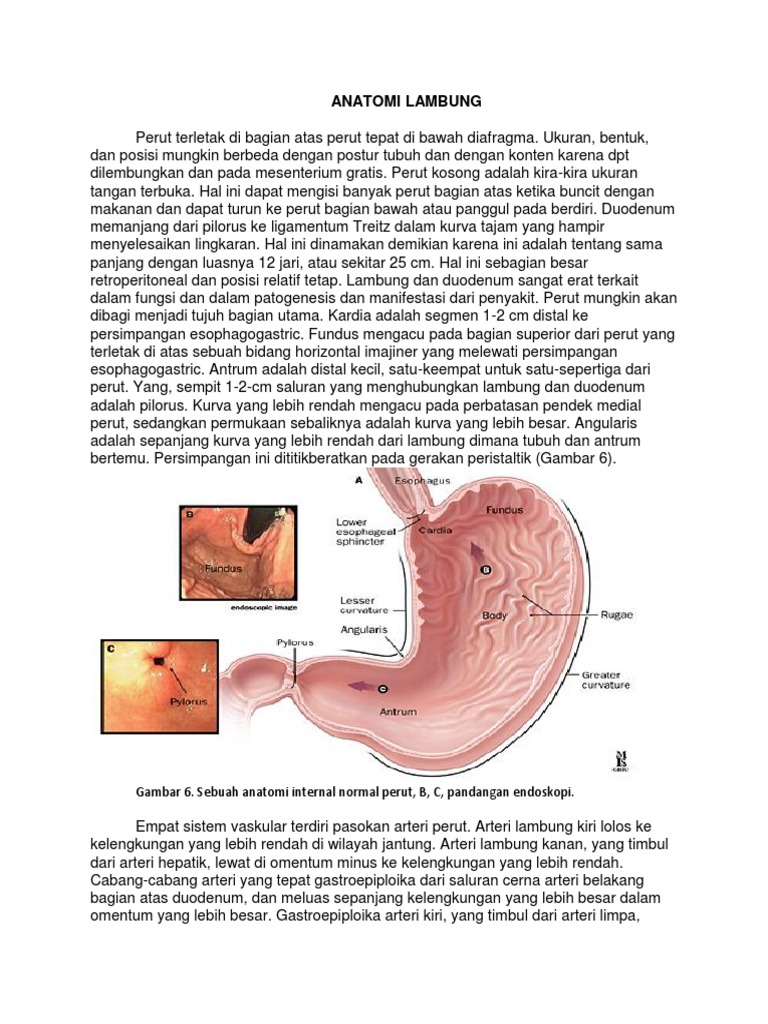 Anatomi Lambung | PDF