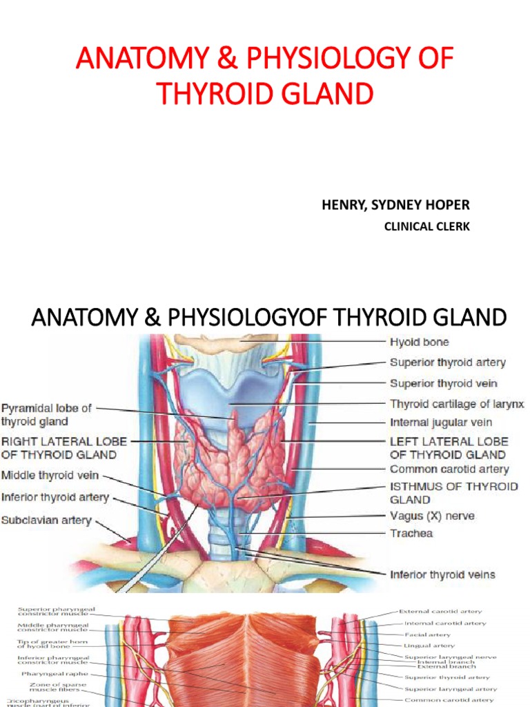 Thyroid Gland Anatomy and Functions | PDF | Wellness