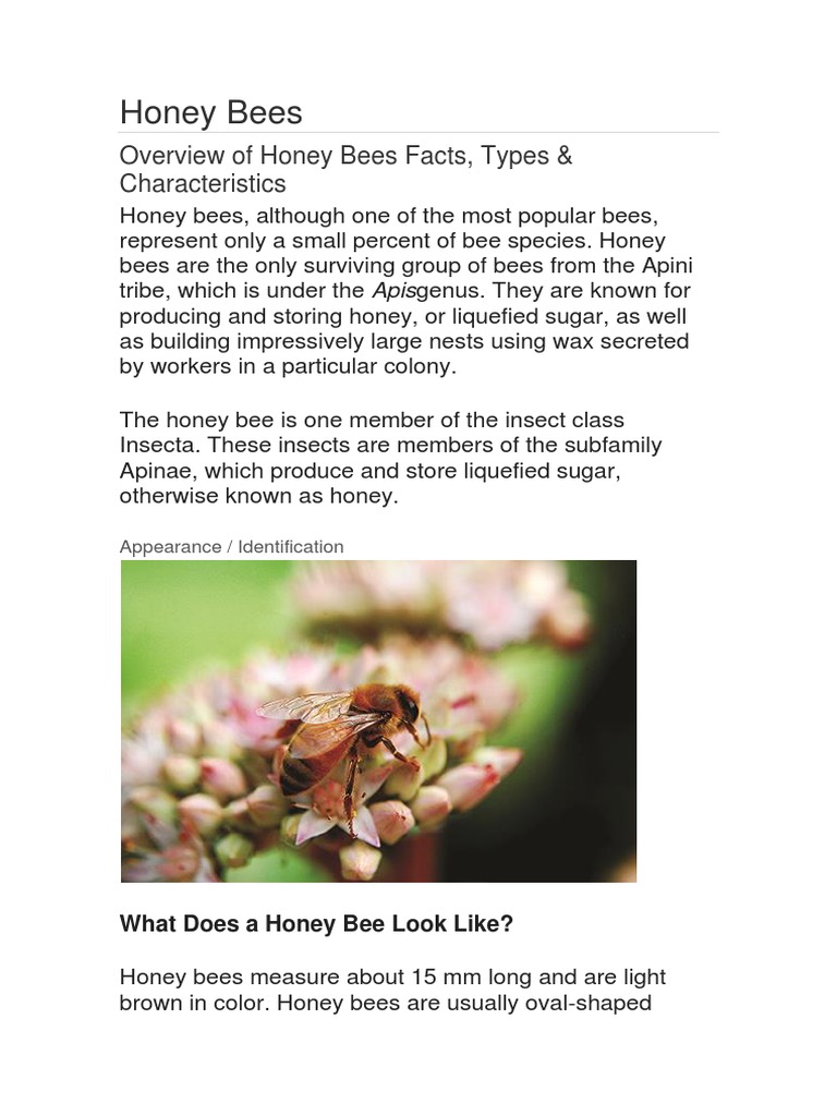 Overview of Honey Bees Facts, Types & Characteristics | PDF | Honey Bee ...