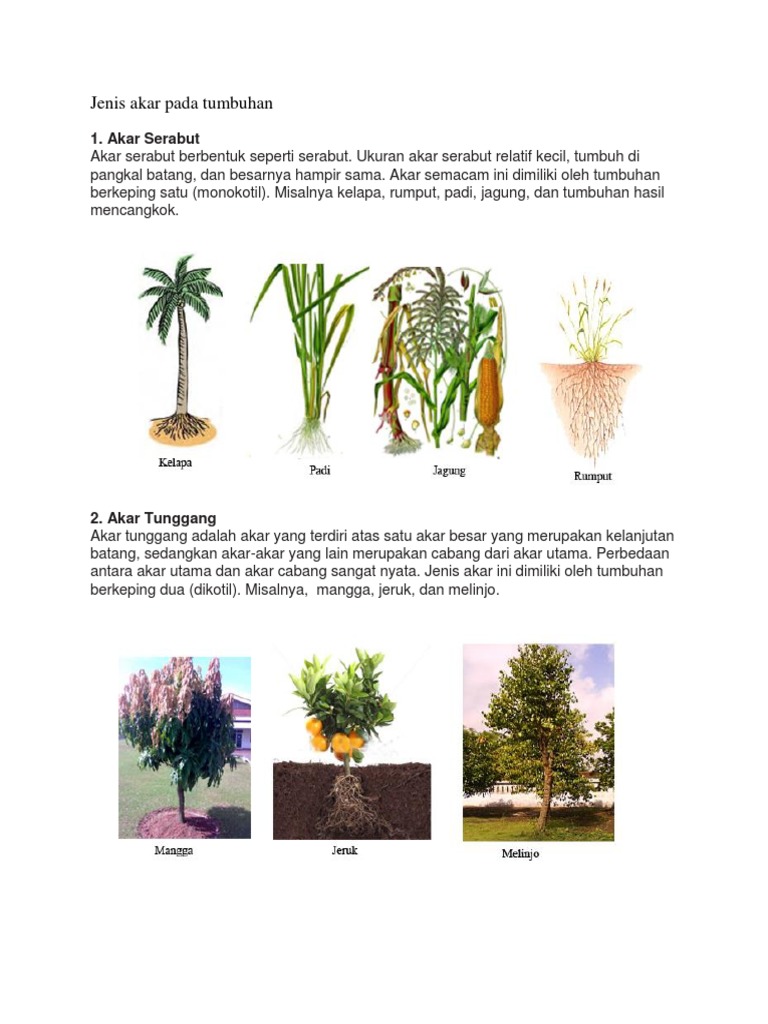 Jenis Akar Pada Tumbuhan | PDF