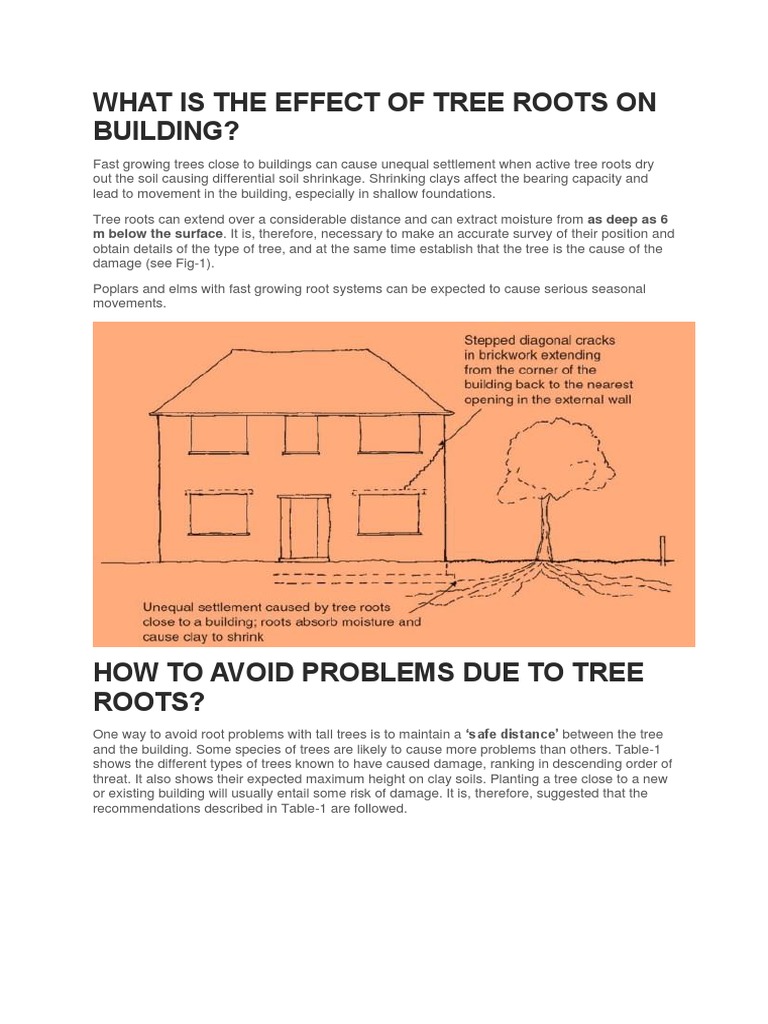 What Is The Effect of Tree Roots On Building | PDF