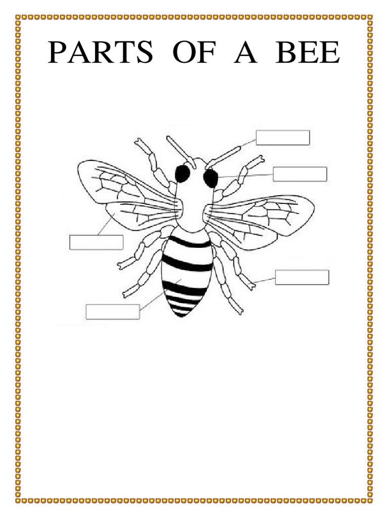 Parts of A Bee | PDF