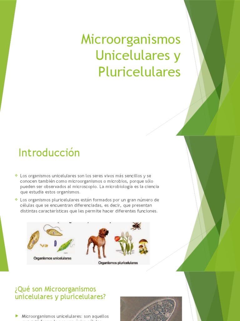 Microorganismos Unicelulares y Pluricelulares | Microorganismo | Organismos