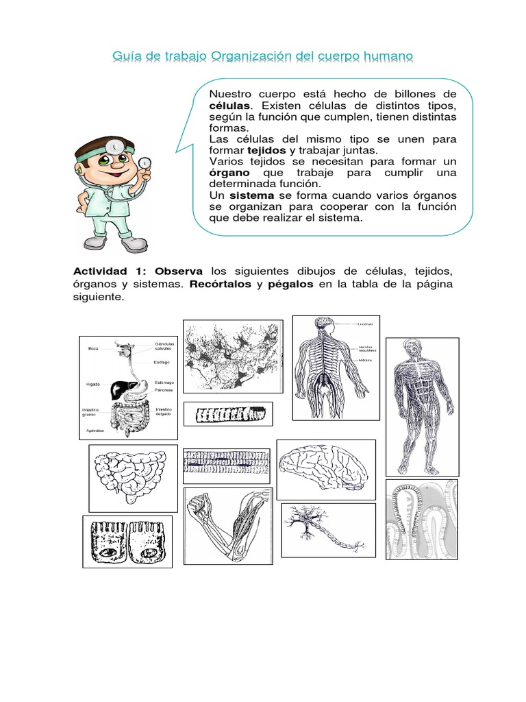 Hojas De Trabajo Sobre Los Sistemas Del Cuerpo
