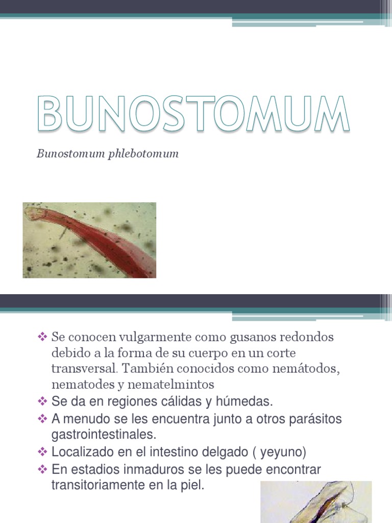 BUNOSTOMUM | Nematodo | Heces