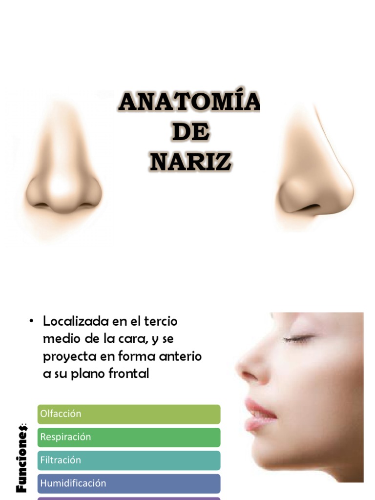 Anatomía de Nariz Otorrinolaringologia | PDF | Cartílago | Cara