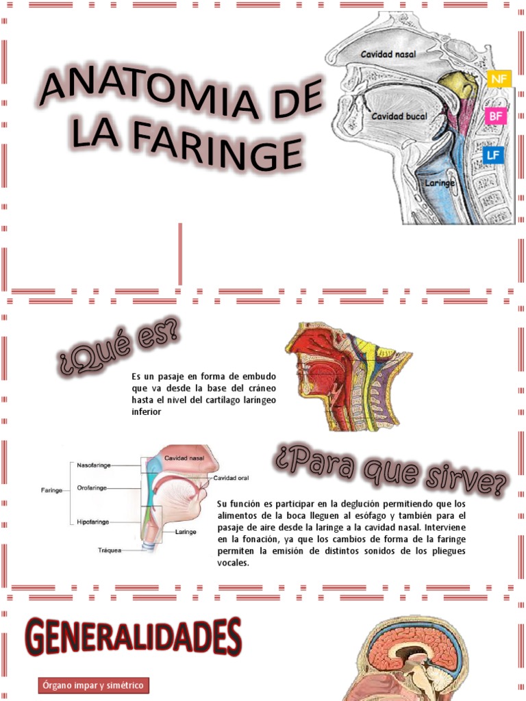 ANATOMIA de LA FARINGE Otorrinolaringologia | PDF | Lengua | Sistema ...