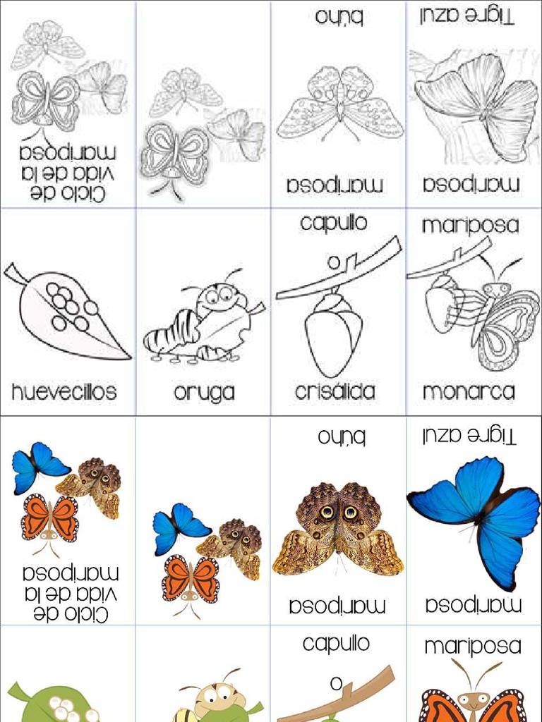 Mini Libro Del Ciclo de La Mariposa | PDF