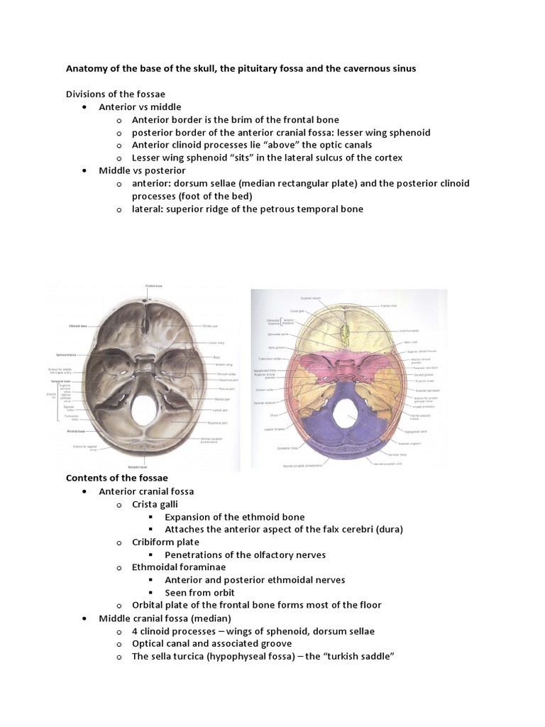 Anatomy of The Base of The Skull, The Pituitary Fossa and The Cavernous ...