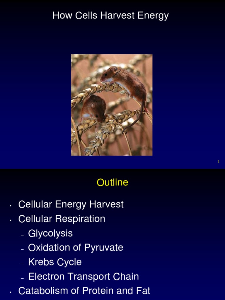 How Cells Harvest Energy | PDF | Cellular Respiration | Citric Acid Cycle