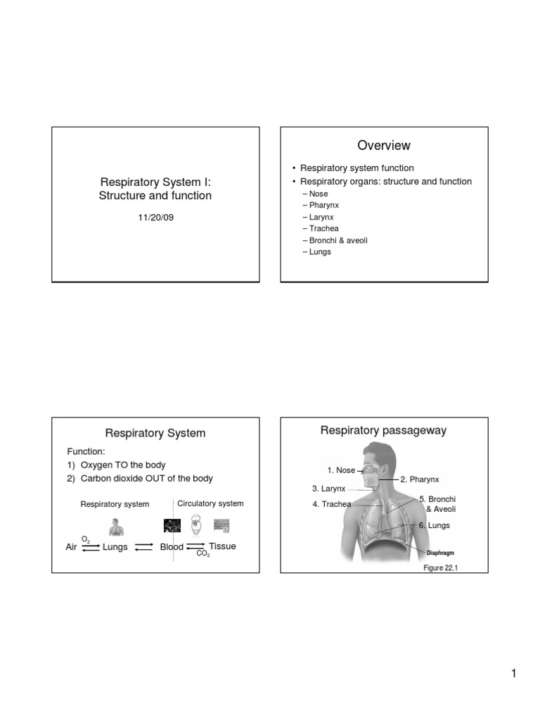 Respiratory System Structure & Function | PDF | Lung | Larynx