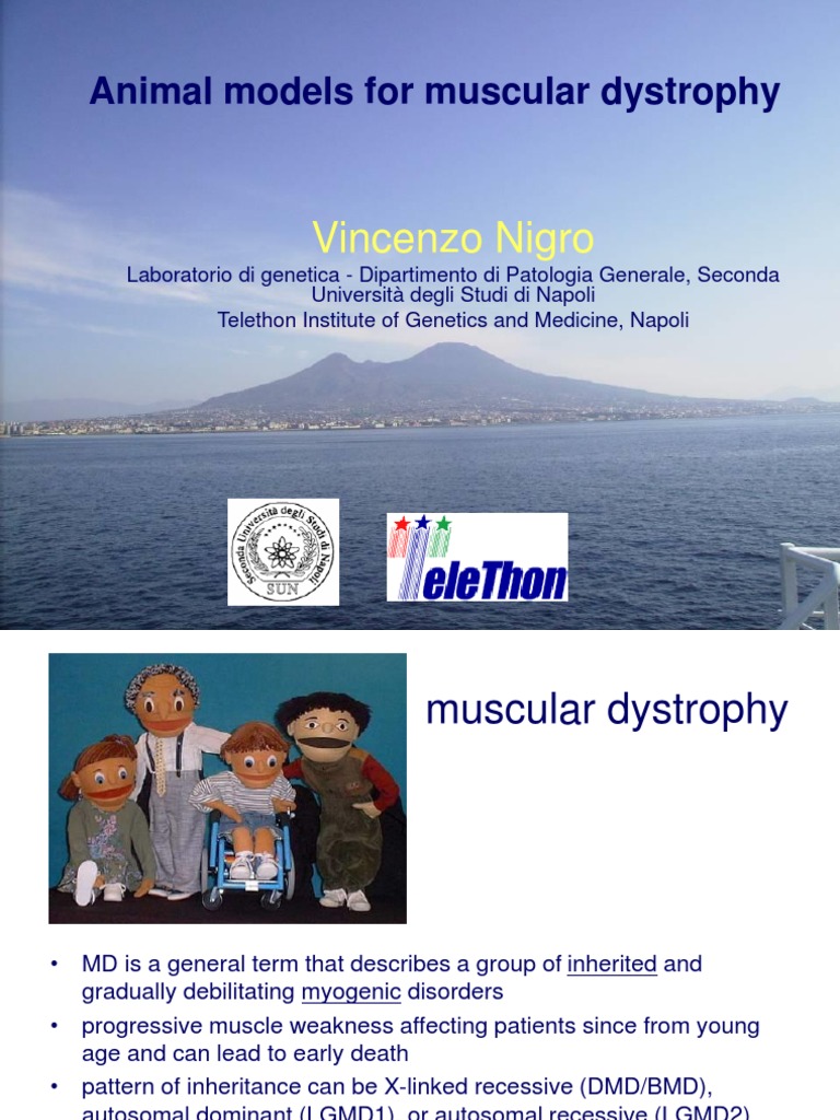 Animal Models For Muscular Dystrophy | PDF | Muscular Dystrophy | Genetics