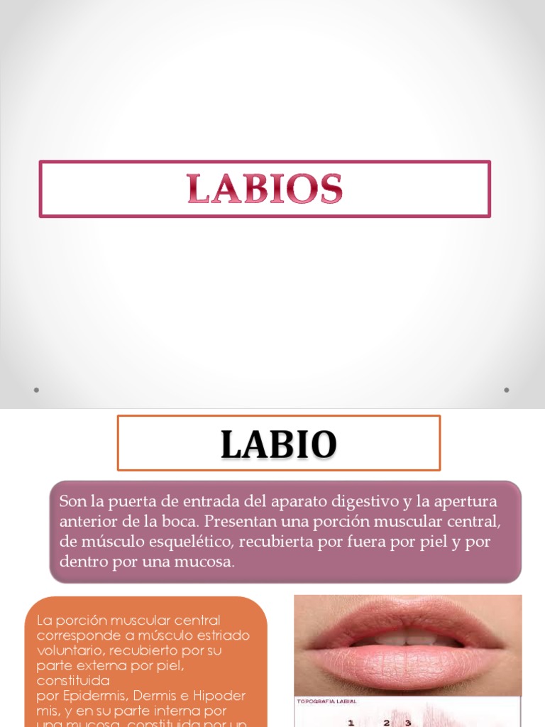 Lesiones de Labios y Paladar | PDF | Labio | Metástasis