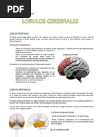 Lobulo de La Insula | PDF | Corteza Insular | Lóbulo temporal
