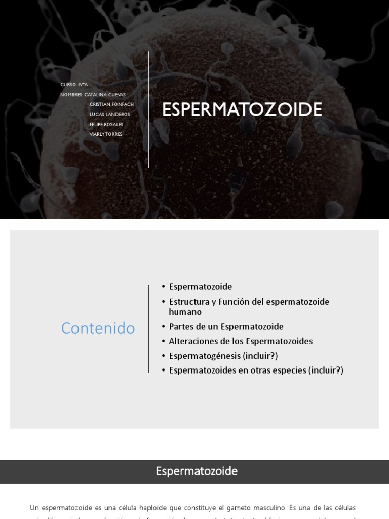 Estructura y Función del Espermatozoide | PDF | Biología del desarrollo ...