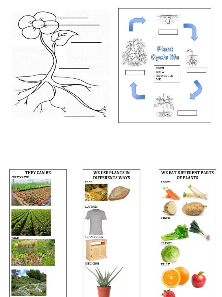 Uses of Plants in Daily Life | PDF