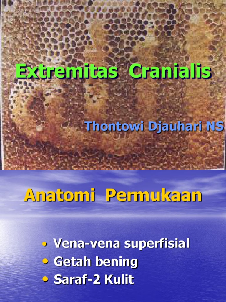 Extremitas Cranialis: Thontowi Djauhari NS | PDF | Human Leg | Limbs ...
