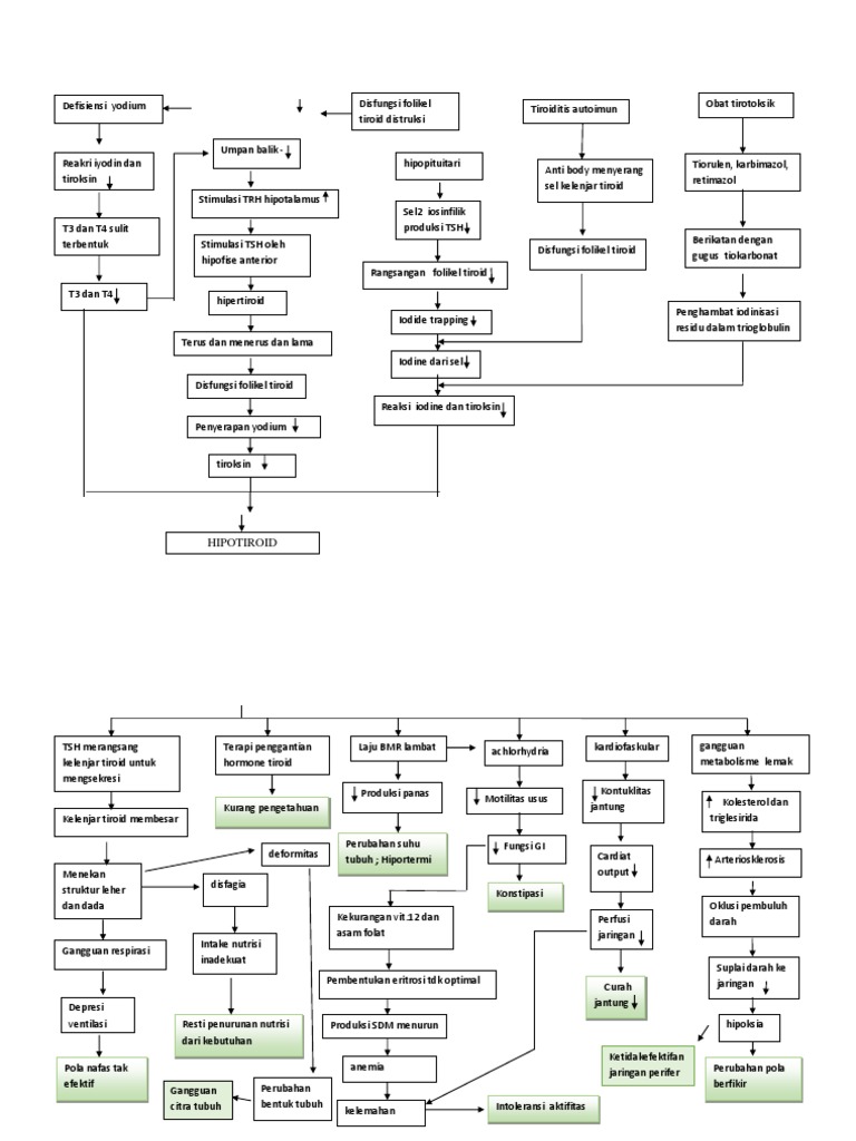 Pathway Hipotiroid | PDF