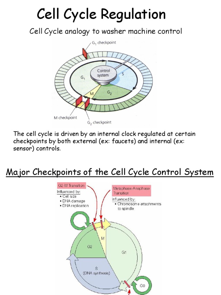 Cell Cycle Regulation | PDF