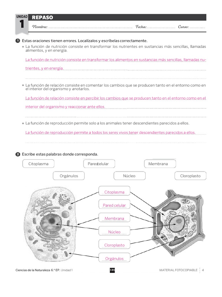 6CN Srra1 | PDF | Biología Celular) | Organismos