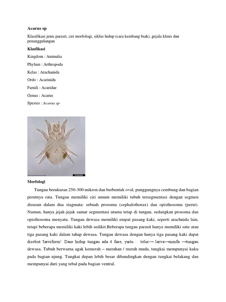 Acarus Sp. | PDF
