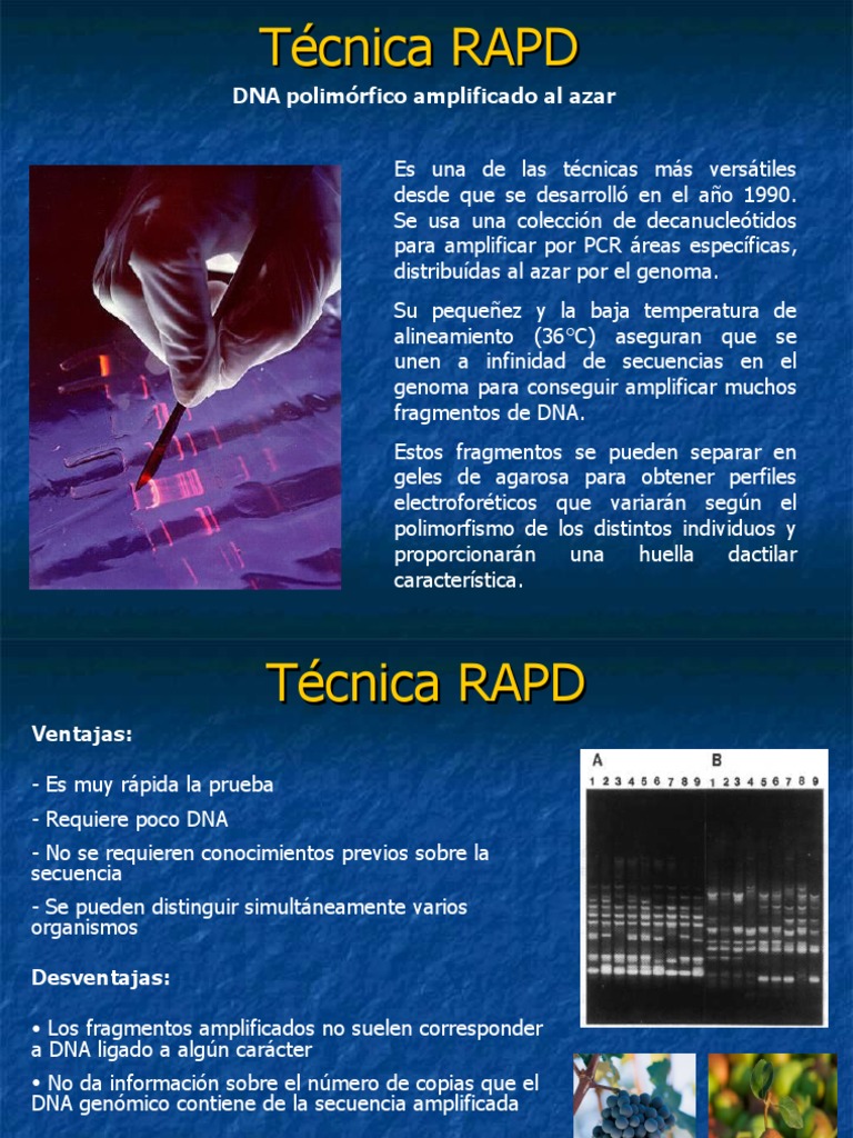 Técnica RAPD