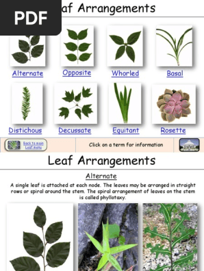Basal Leaf Arrangement