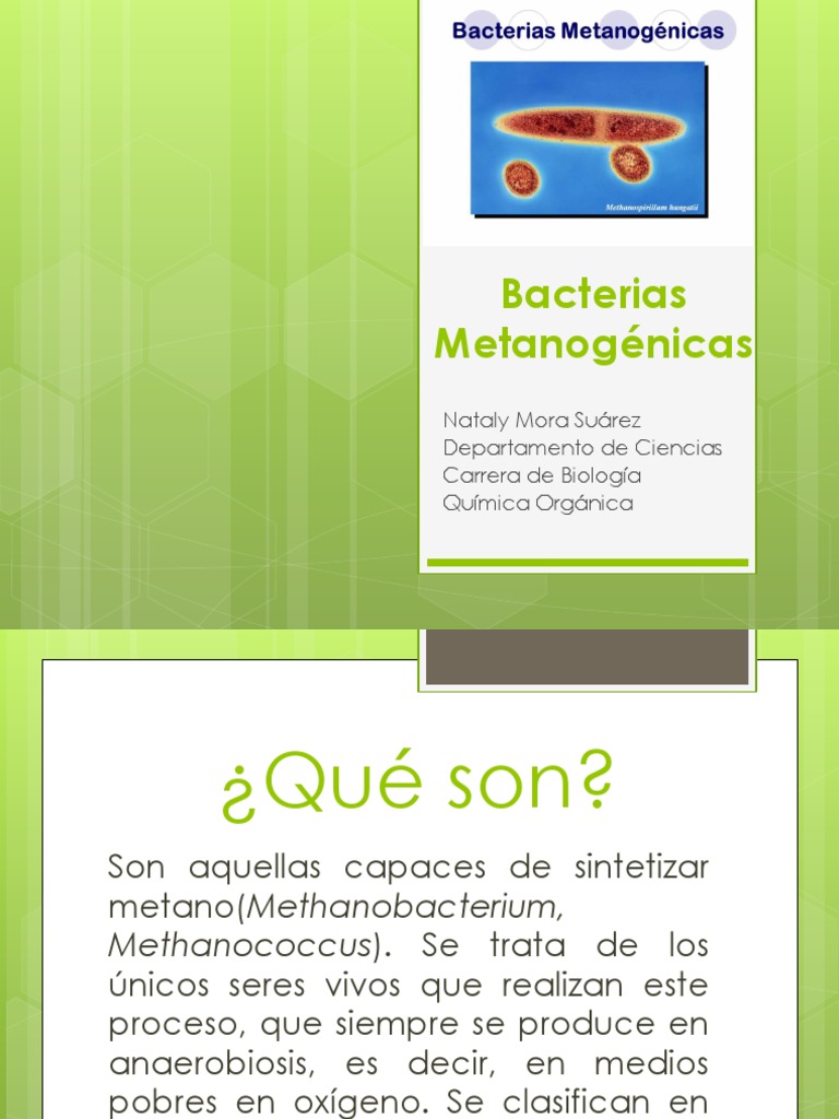 Bacterias Metanogénicas Nataly Mora Química Orgánica Pdf