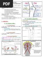 Anatomie de la Loge Rénale et Pédicule | PDF | Péritoine | Rein