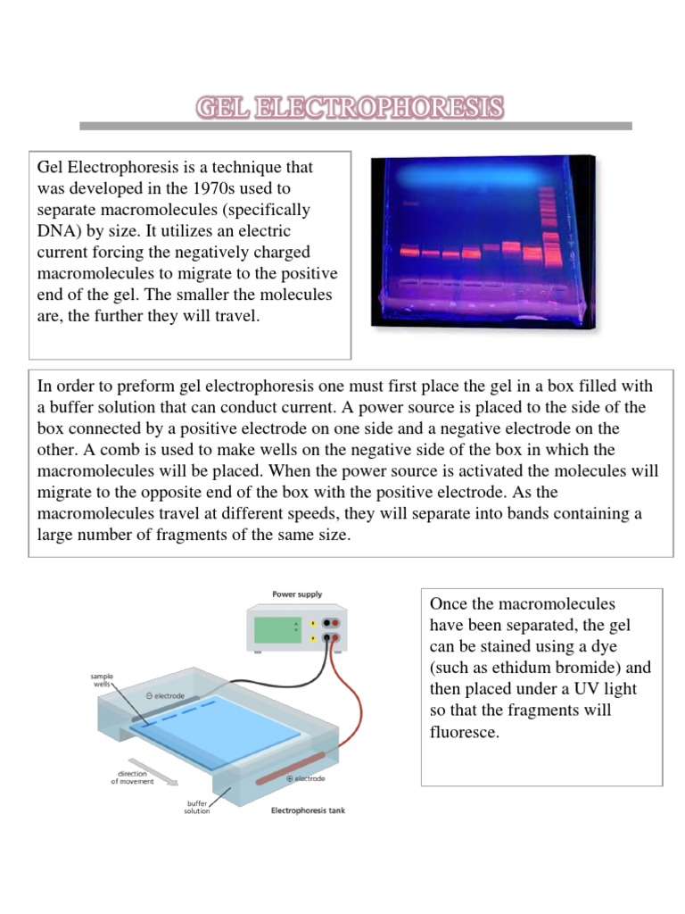 Gel Electrophoresis | PDF