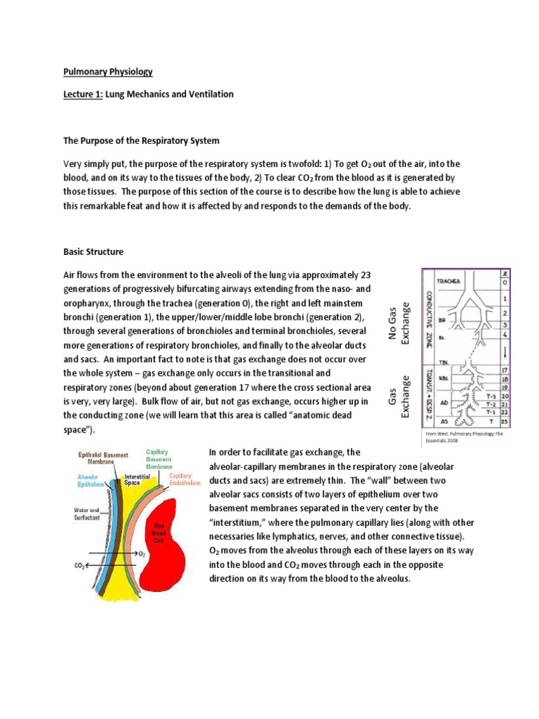 Lung Mechanics and Gas Exchange Basics | PDF | Breathing | Lung