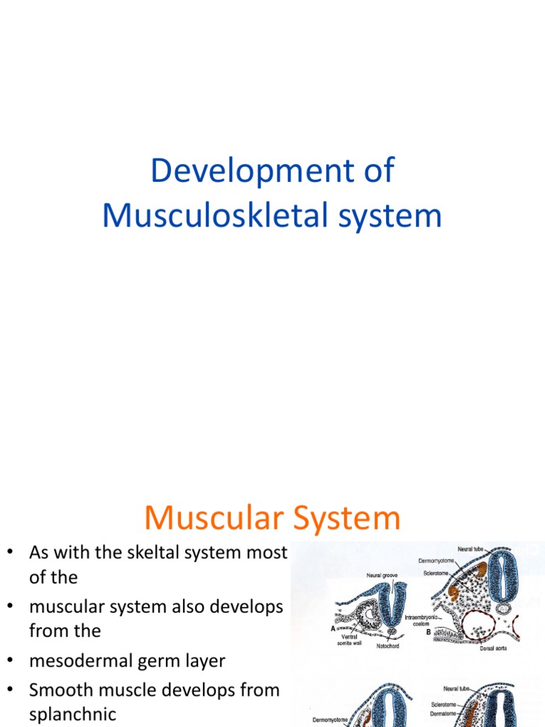Embryology Muscularskeletal System | PDF | Muscle | Myocyte