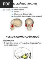 Apófisis Cigomática del Maxilar | PDF