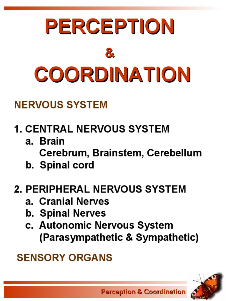 Nervous System: Perception & Coordination | PDF | Central Nervous ...