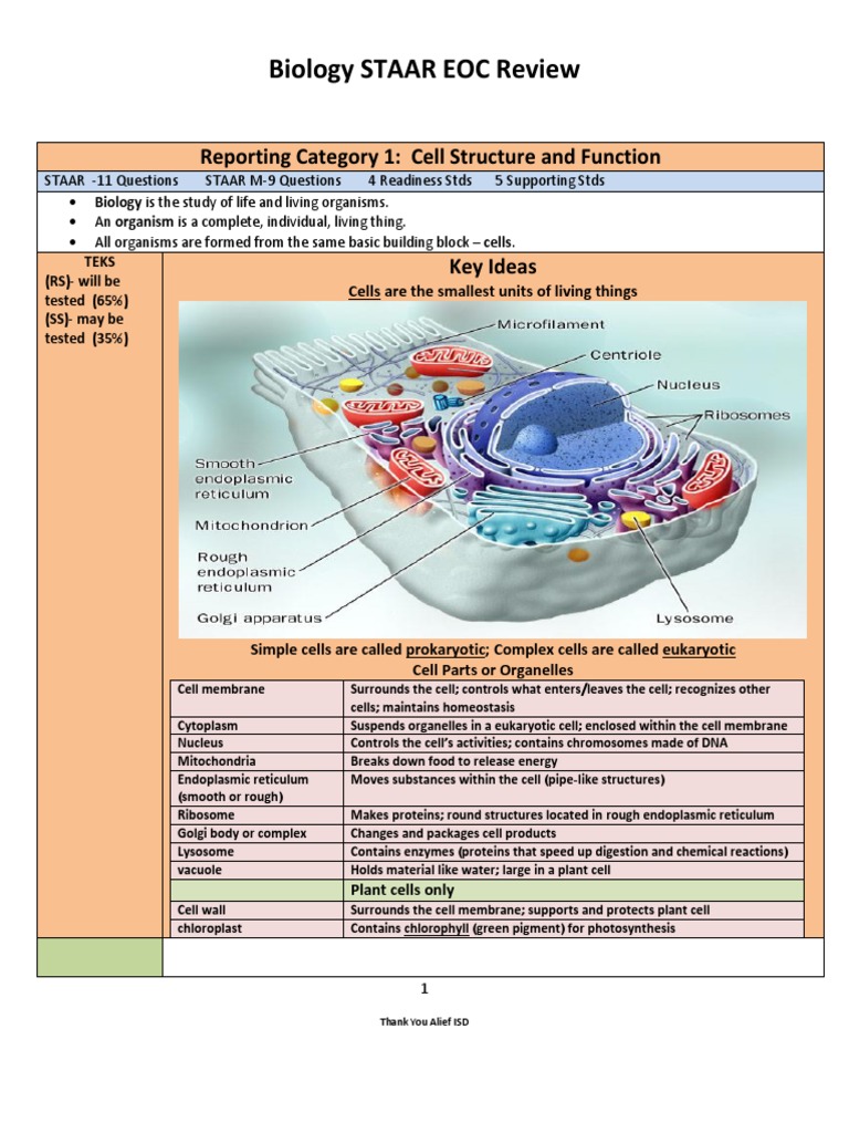 Biology STAAR EOC Cell Review Guide | PDF | Dna Replication | Cell ...