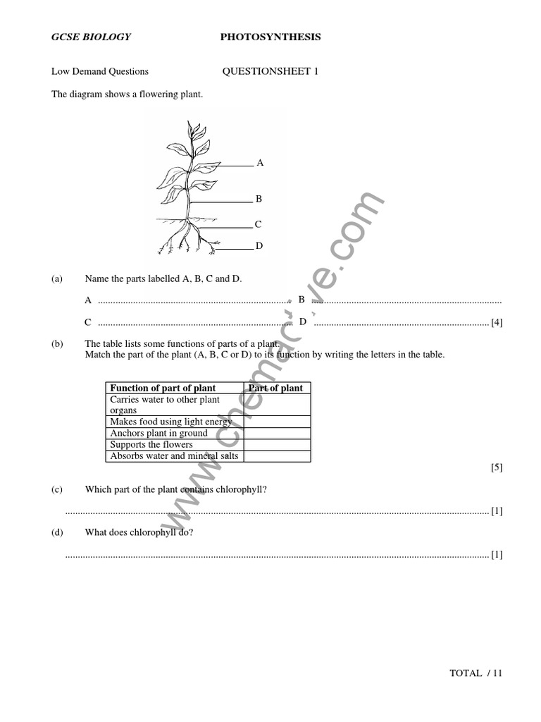 GCSE Photosynthesis Exam Questions | PDF | Photosynthesis | Leaf