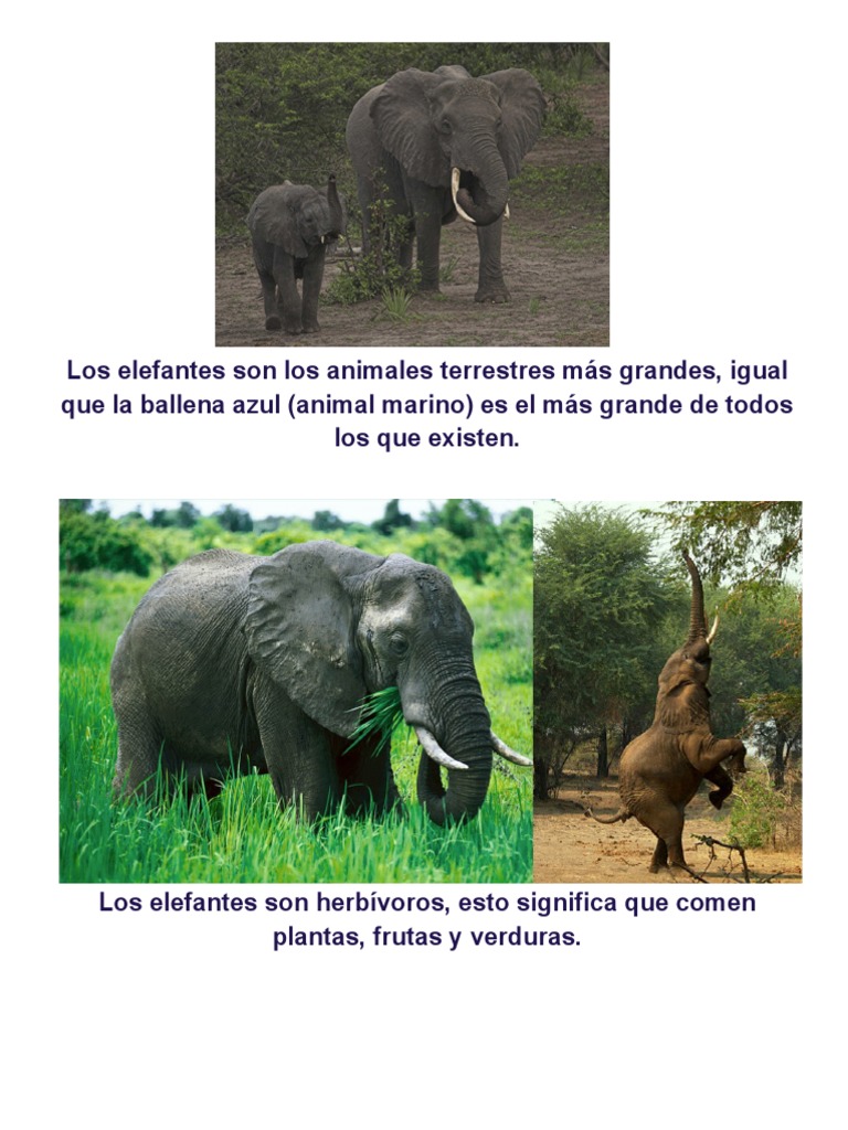 El Elefante | PDF
