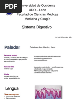 ESÒFAGO (Anatomía, Embriología, Histología y Fisiología) | PDF ...