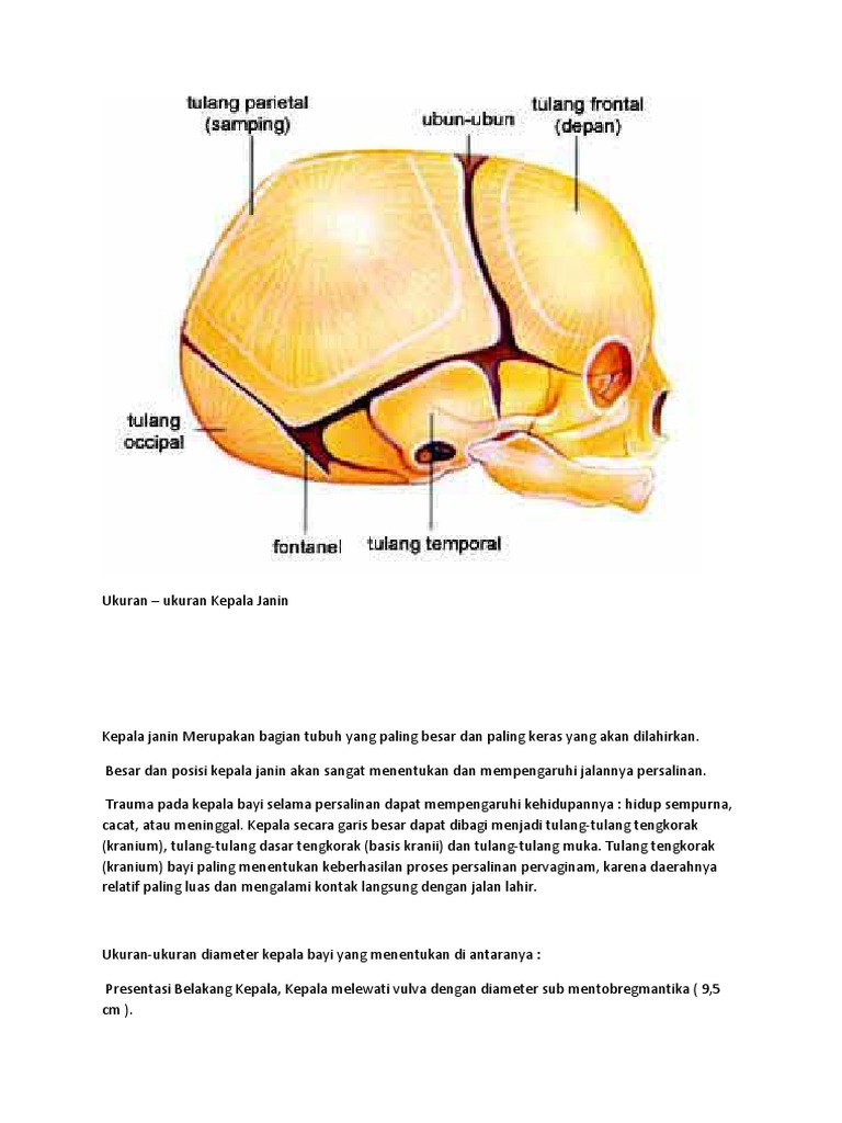 Ukuran Kepala Bayi | PDF