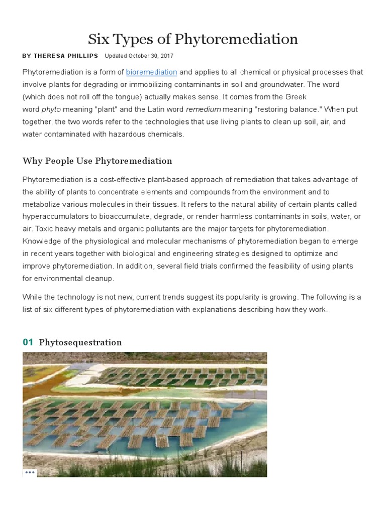 Six Types of Phytoremediation | Nature | Environmental Technology