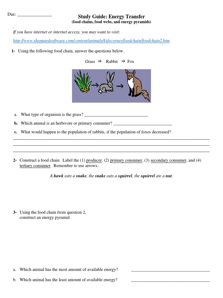 Energy Transfer Study Guide | PDF | Food Web | Ecology