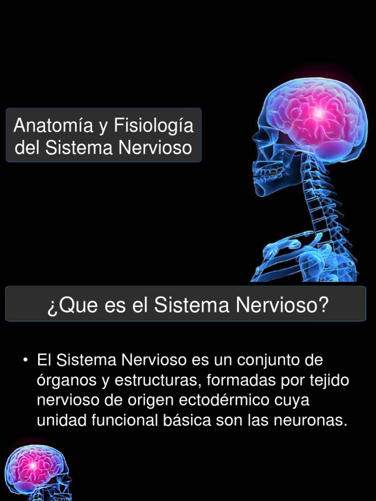 Anatomia y Fisiologia Del SNC | Sistema nervioso central | Sistema nervioso