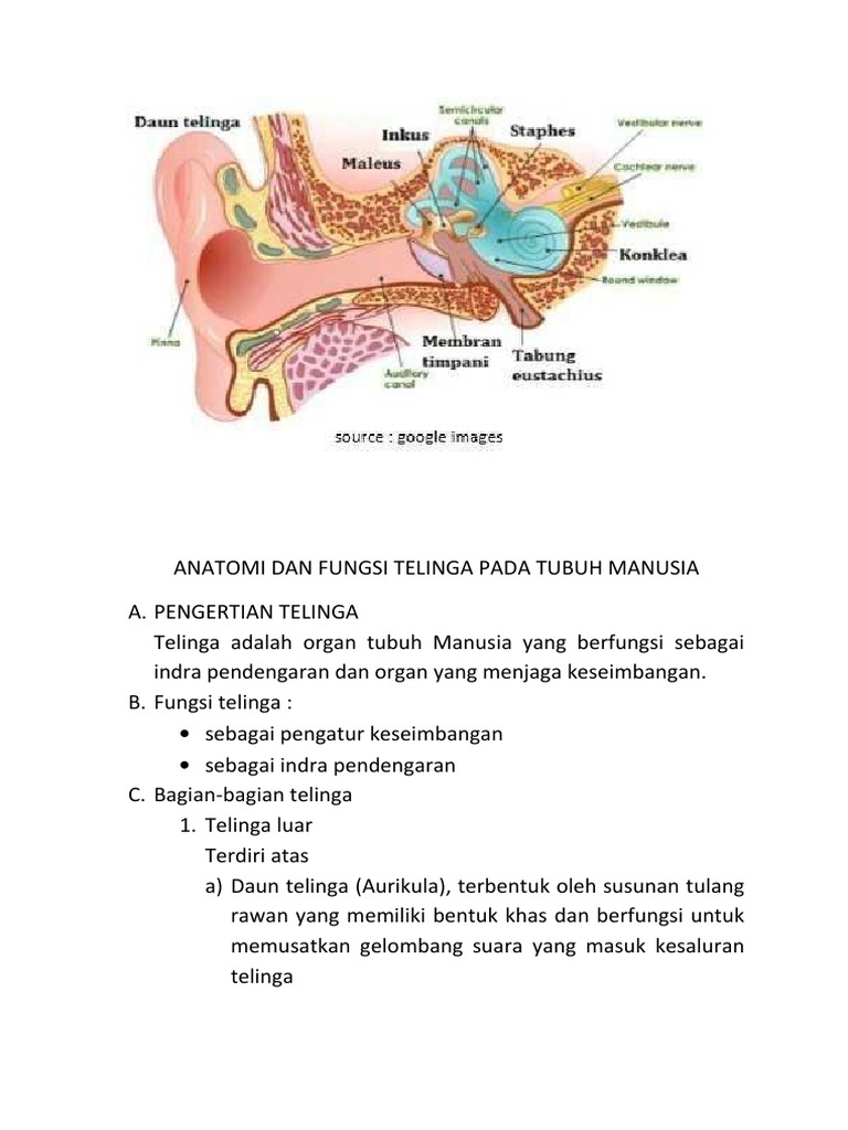 Anatomi dan fungsi telinga manusia | PDF