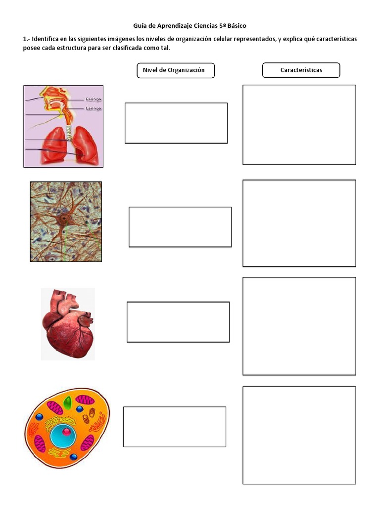 1.-Identifica en las siguientes imágenes los niveles de organización ...